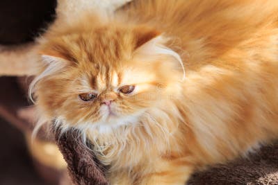 The Sleepy Yellow Persian Cat Stock Photo - Image of sleeping, relax ...