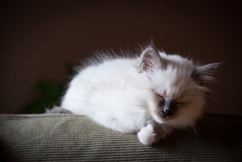 Sleepy Young Sacred Birman Cat Stock Photo - Image of young, furry ...