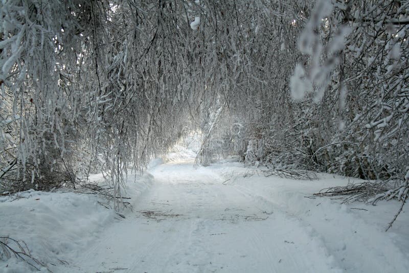 Sleet stock image. Image of trees, branches, snowdrift - 18151933