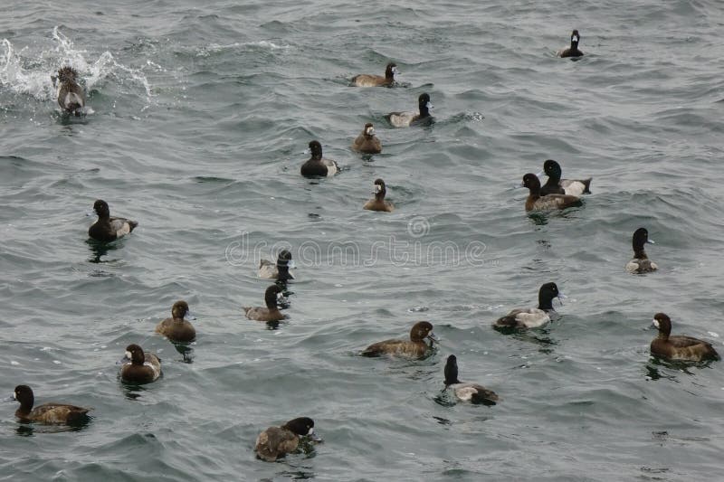 Flock of Seabirds, Stormy Sea Stock Image - Image of plumage, sleet ...