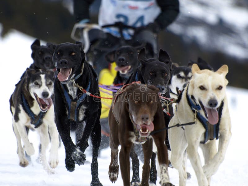 A Eurohound Sled Dog at Work Stock Image - Image of outdoors, carriage ...
