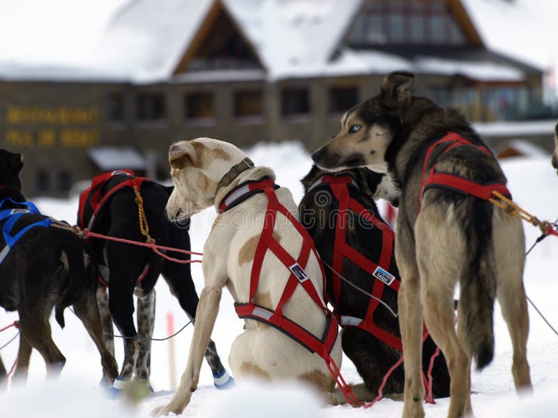Teamwork stock photo. Image of emotion, work, sled, cold - 509724