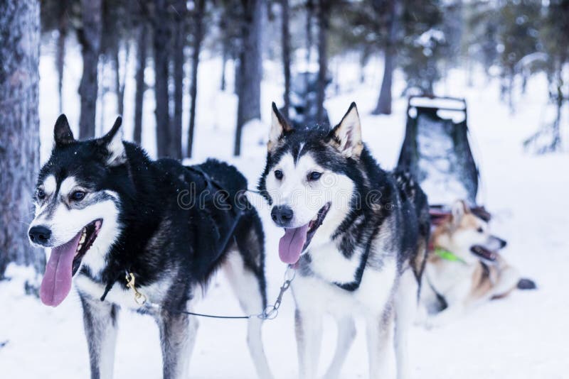 Sleigh at sled dog stock photo. Image of cute, rest, black - 66066954