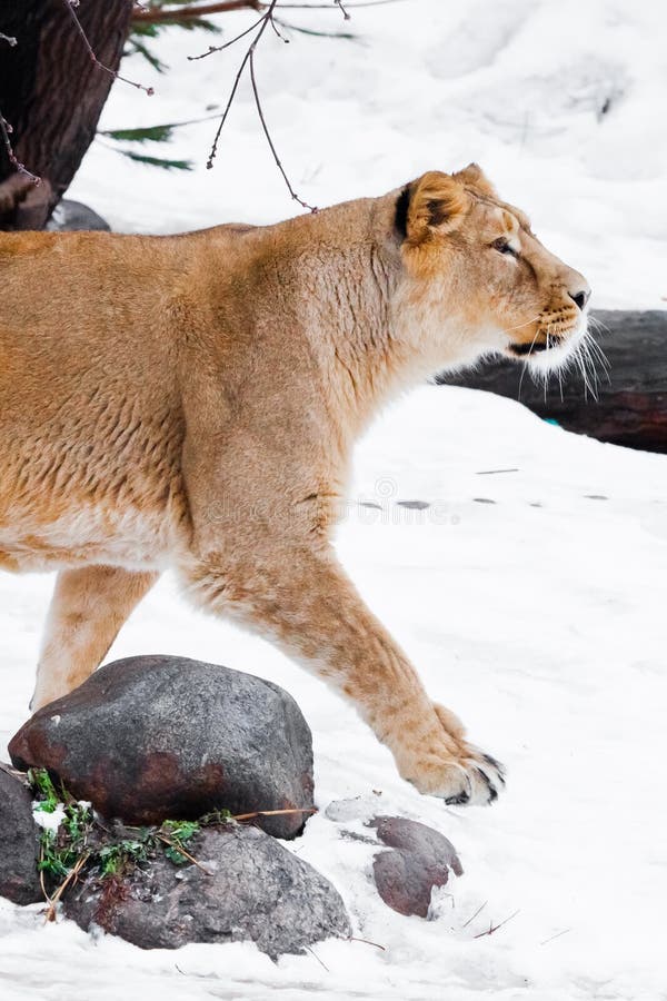 Slender Asian Lioness Walks in the Snow, the White Background is Red ...