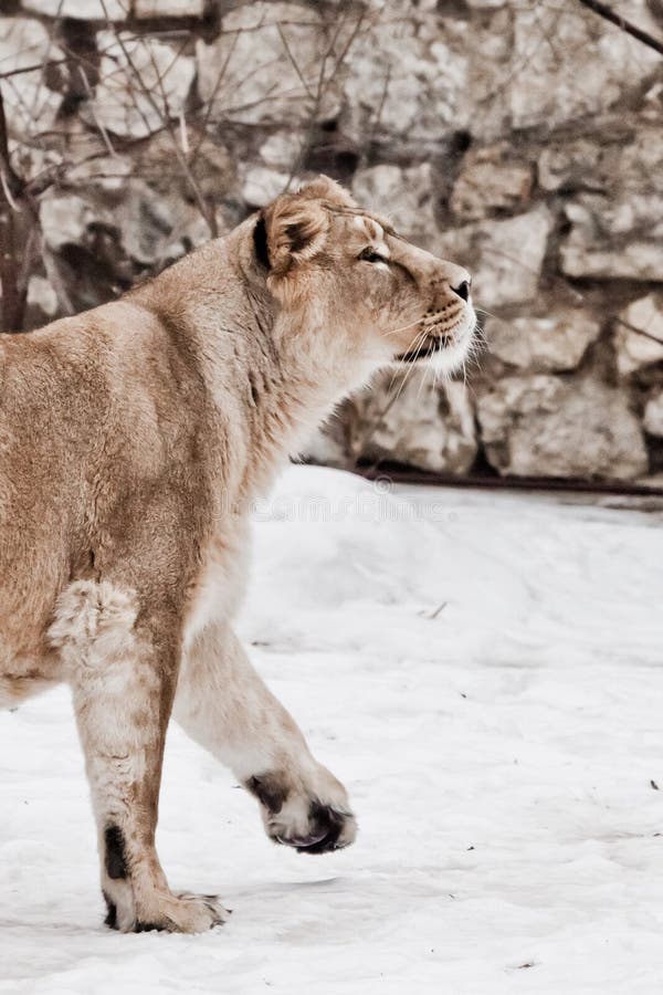 Slender Asian Lioness Walks in the Snow, the White Background is Red ...