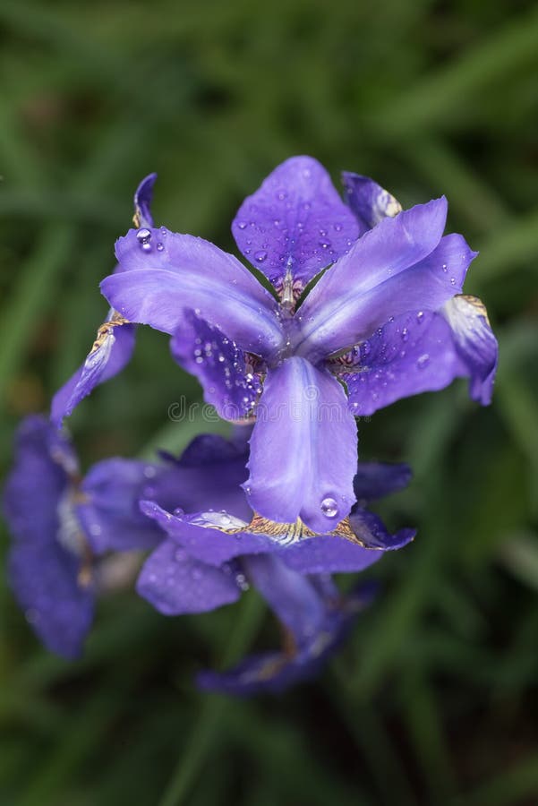 Slender Blue Iris Iris Prismatica Wildflower Stock Image - Image of ...