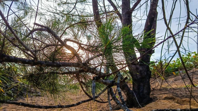 Sunlight Filtering through Australian Pine Branches on a Sandy Shore ...