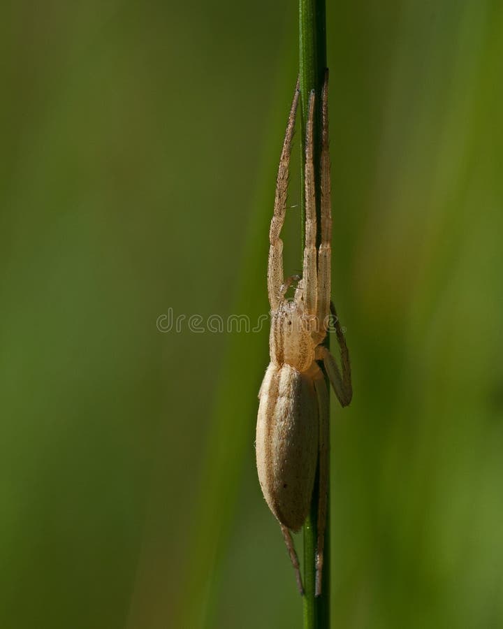 Slender Crab Spider, Tibellus Oblongus Stock Photo - Image of slender ...