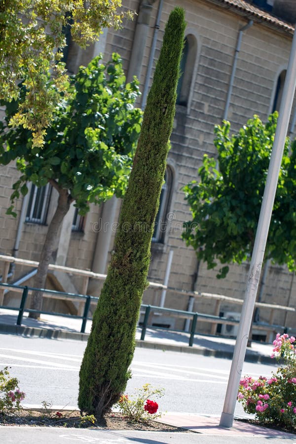 Slender Cypress Trees Around the Pond Stock Image - Image of tree ...