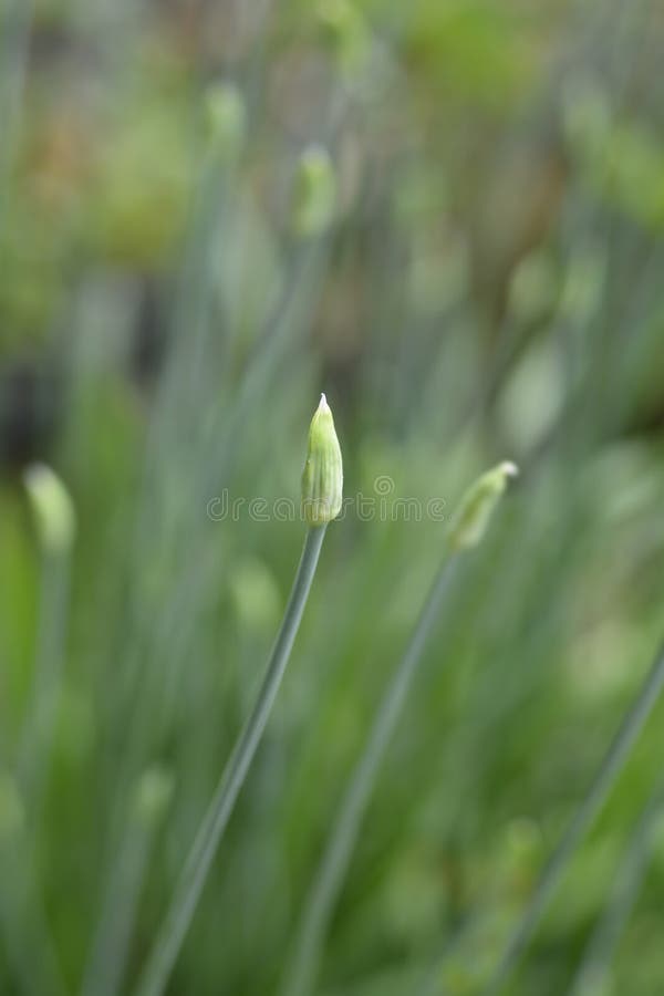 False Garlic stock image. Image of meadows, flowers, bright - 89225019