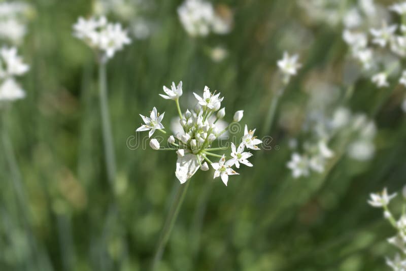 Slender false garlic stock photo. Image of nature, close - 199709560