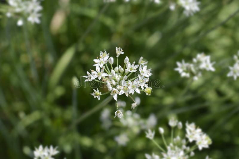 False Garlic stock image. Image of meadows, flowers, bright - 89225019
