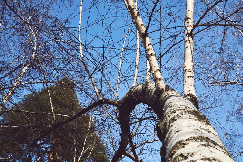 Crooked Tree Trunk of Spring March Light Birches Stock Photo - Image of ...