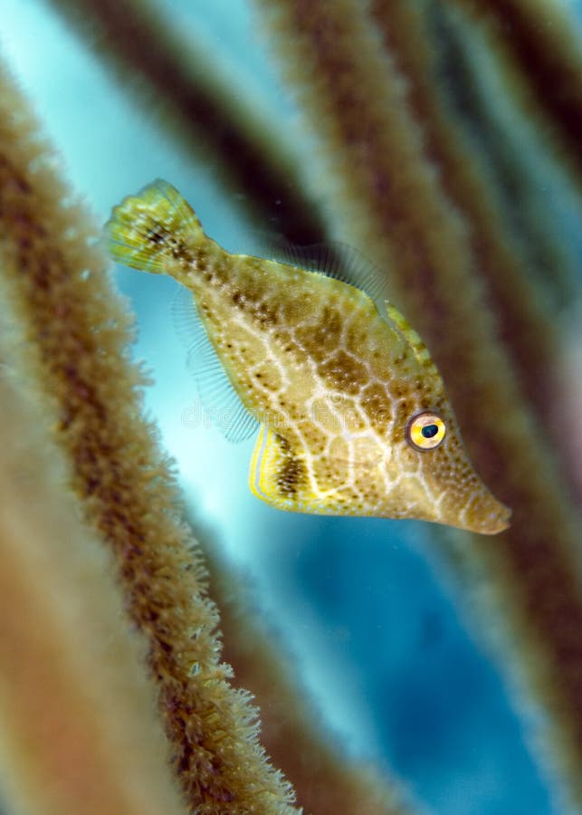 Slender file fish stock photo. Image of antilles, living - 7989932