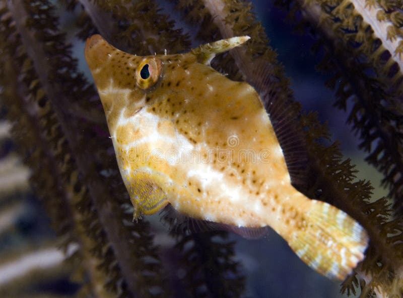 Monacanthus Tuckeri, Slender Filefish Stock Photo - Image of marine ...