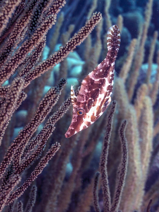 Slender Filefish,Monacanthus Tuckeri Stock Photo - Image of animal ...