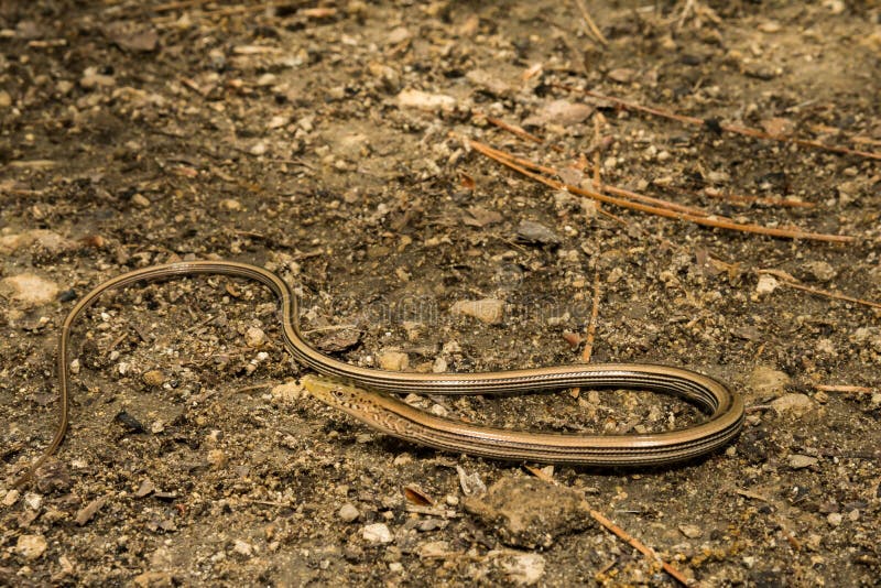 Slender Glass Lizard stock image. Image of adorable, conservation ...
