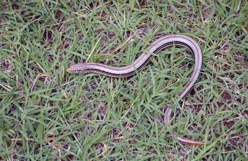 Western Slender Glass Lizard, Ophisaurus Attenuatu Stock Image - Image ...