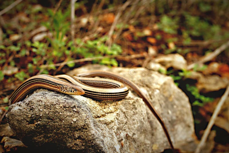 Slender Glass Lizard stock photo. Image of reptilian - 85123684