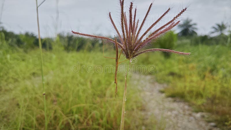 Slender Grass Mantis Climbing Around the Feather Finger Grass. Stock ...