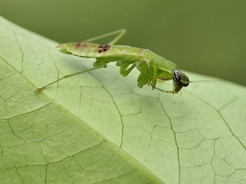 Forelegs Perches Stock Photos - Free & Royalty-Free Stock Photos from ...