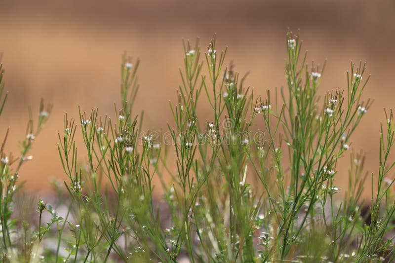 Delicate Green Hairy Bittercress with Tiny White Flowers Stock Photo ...