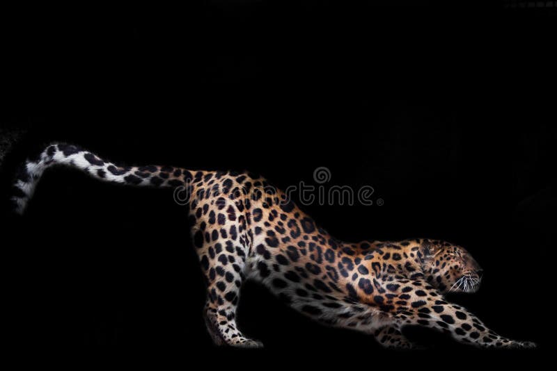 213 Leopard Stretching Stock Photos - Free & Royalty-Free Stock Photos ...