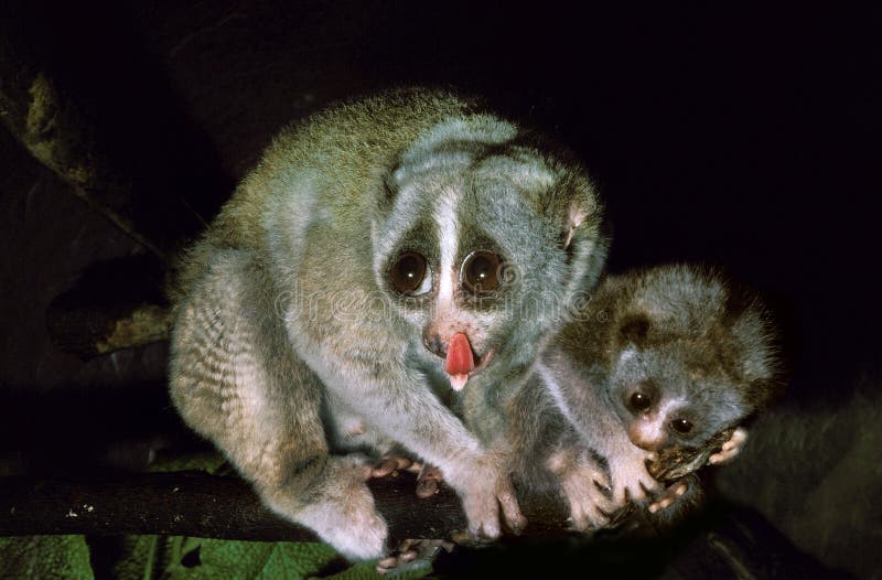 Slender Loris, Loris Tardigradus, Mother with Cub, Licking Its Nose ...