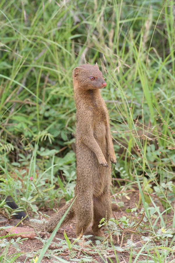 Slender Mongoose - African Wildlife Background - Portrait of a ...