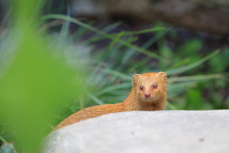 Slender mongoose stock image. Image of tailed, animal - 33323635