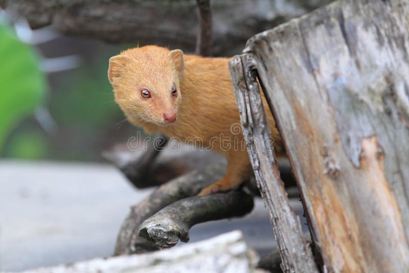 Slender mongoose stock image. Image of carnivore, tailed - 33323955