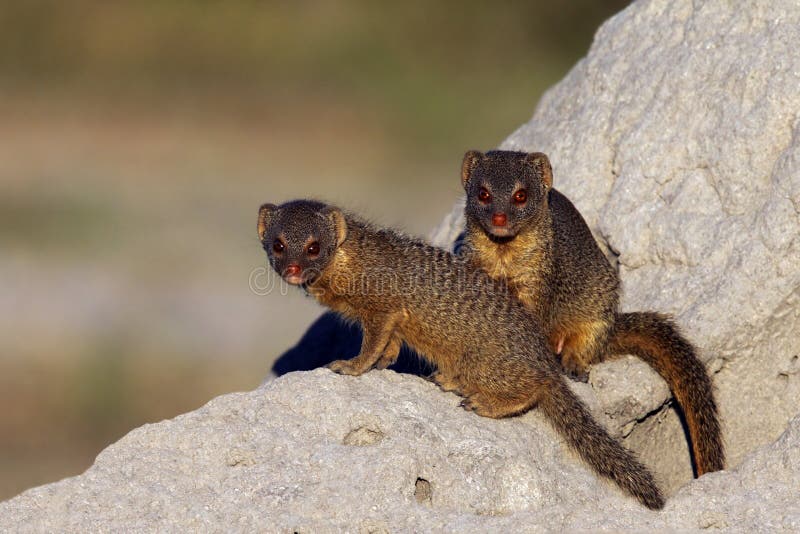 Slender Mongoose by the Road Stock Photo - Image of park, african: 64484656