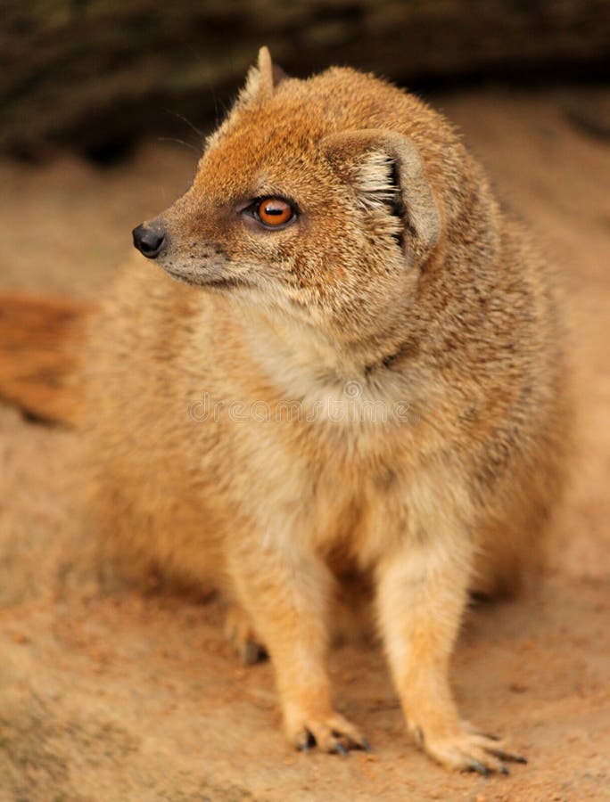 Slender Mongoose with Red Eyes Stock Photo - Image of predator ...