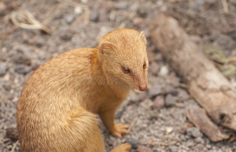 Slender Mongoose stock photo. Image of mongoose, fast - 18389222