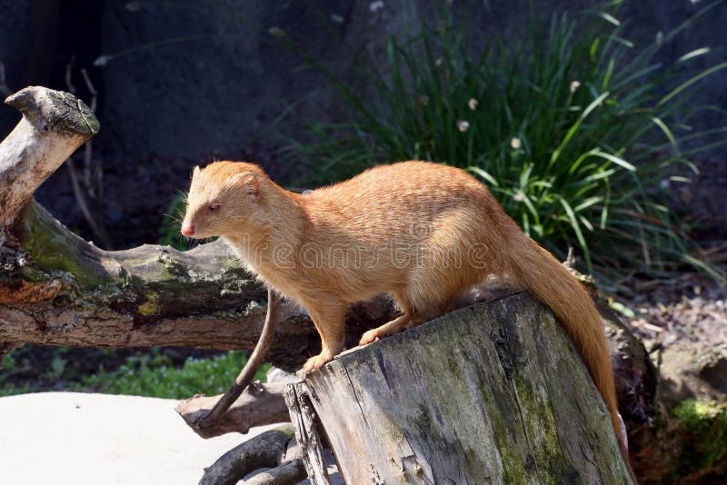 Slender mongoose stock photo. Image of bright, animal - 40199642