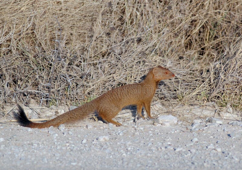 Slender Mongoose by the Road Stock Photo - Image of park, african: 64484656