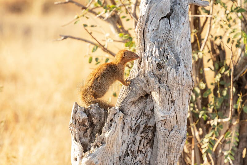 Slender mongoose in a tree stock image. Image of wildlife - 323339497