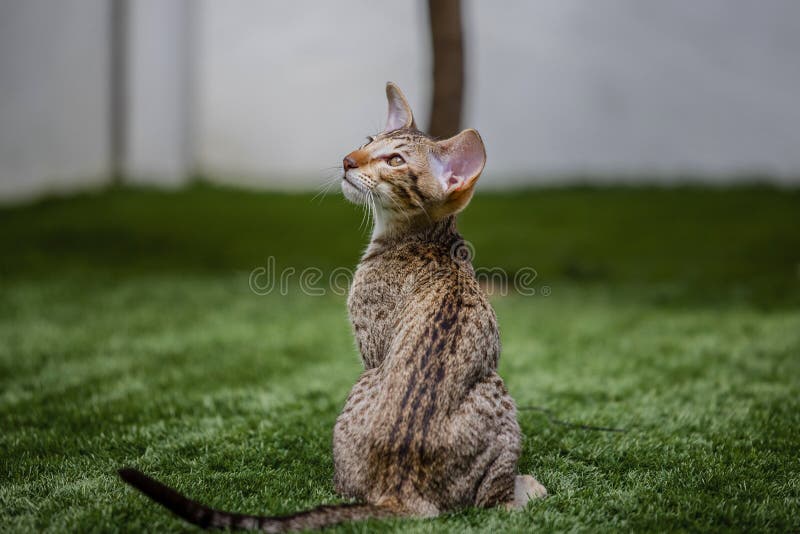 Slender Oriental Breed Cat Sits on the Grass Looking Away. Stock Image ...