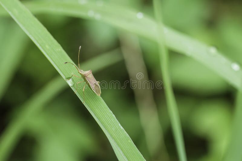 Slender rice bugs stock image. Image of trigonus, hemiptera - 57429209