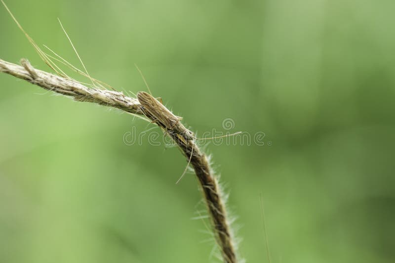 Rice bugs stock photo. Image of crop, infestation, brown - 53853316