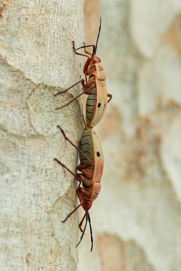Slender Rice Bugs Mating on Tree Bark Stock Photo - Image of antennae ...