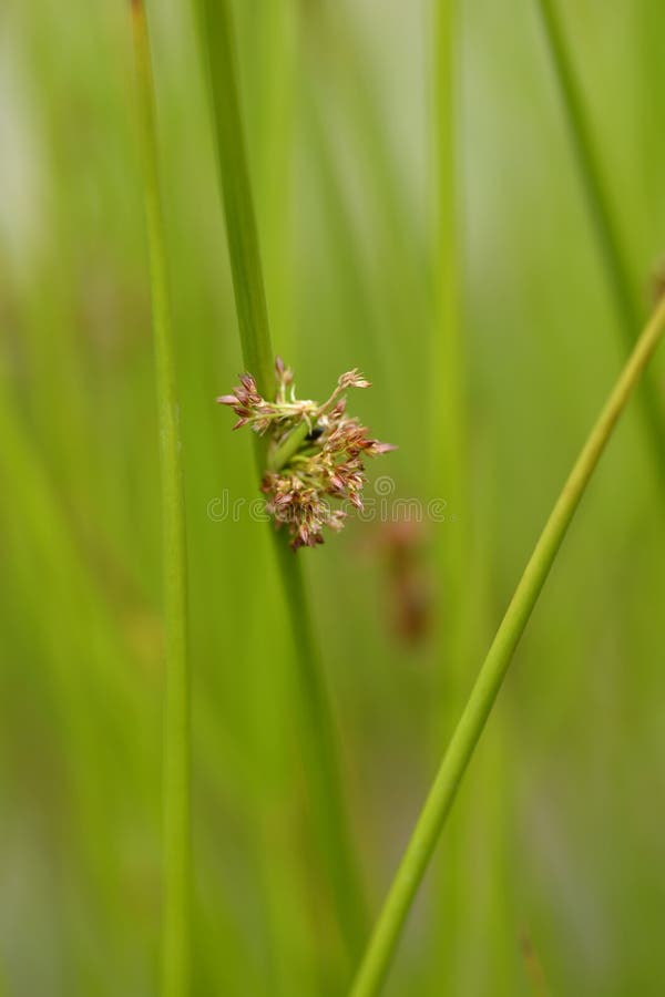 Slender rush stock image. Image of close, wiregrass - 207742353