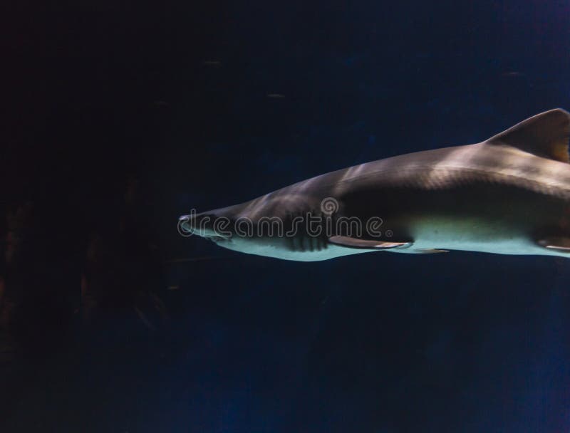 Slender Shark Closeup in an Aquarium Stock Photo - Image of blue ...