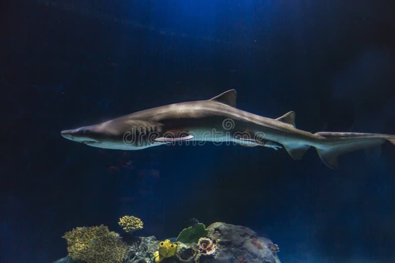 Slender Shark with Ominous Lighting Stock Photo - Image of animals ...