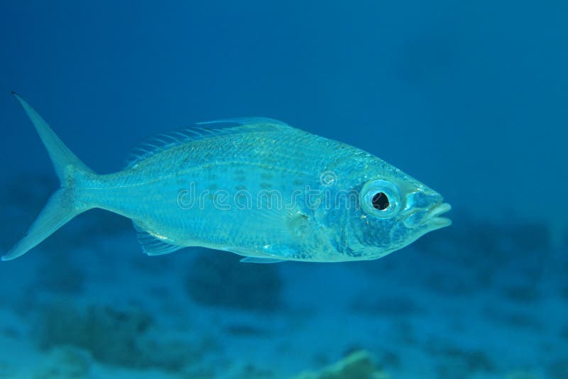 Mojarra or Silver biddy stock image. Image of belonging - 57743701