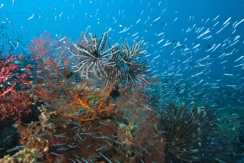 Slender silverside fish stock image. Image of marine - 11102261