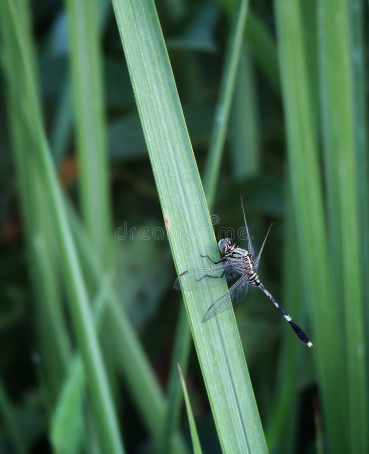 Slender Skimmer Dragon Fly on Green Leaf Stock Image - Image of flower ...