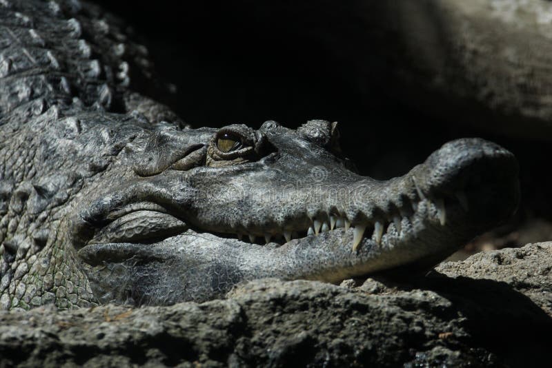 Slender-snouted Crocodile Mecistops Cataphractus Stock Photo - Image of ...