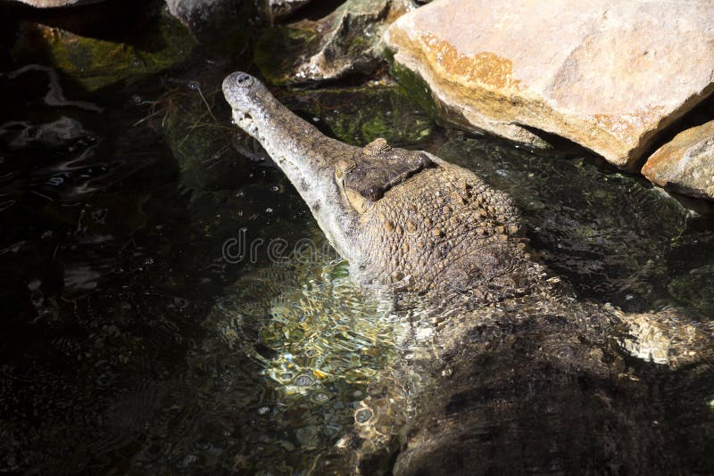 Slender-snouted Crocodile, Mecistops Cataphractus is a Rare African ...