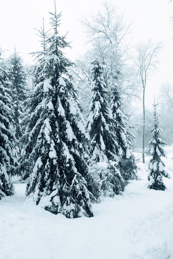 Slender spruce stock image. Image of snow, climate, frost - 28258205